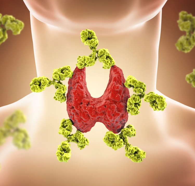 Hashimoto & Jod – OneElements